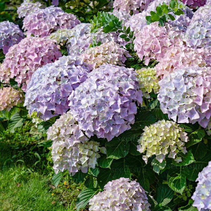 Colorful Giant Hydrangea Seed-Perennial Flower Seeds-Easy To Plant🍃